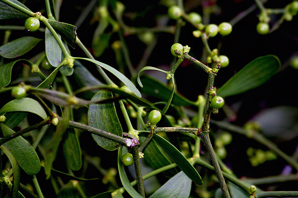 ¿Qué Significa el Muérdago? - Linda Navidad